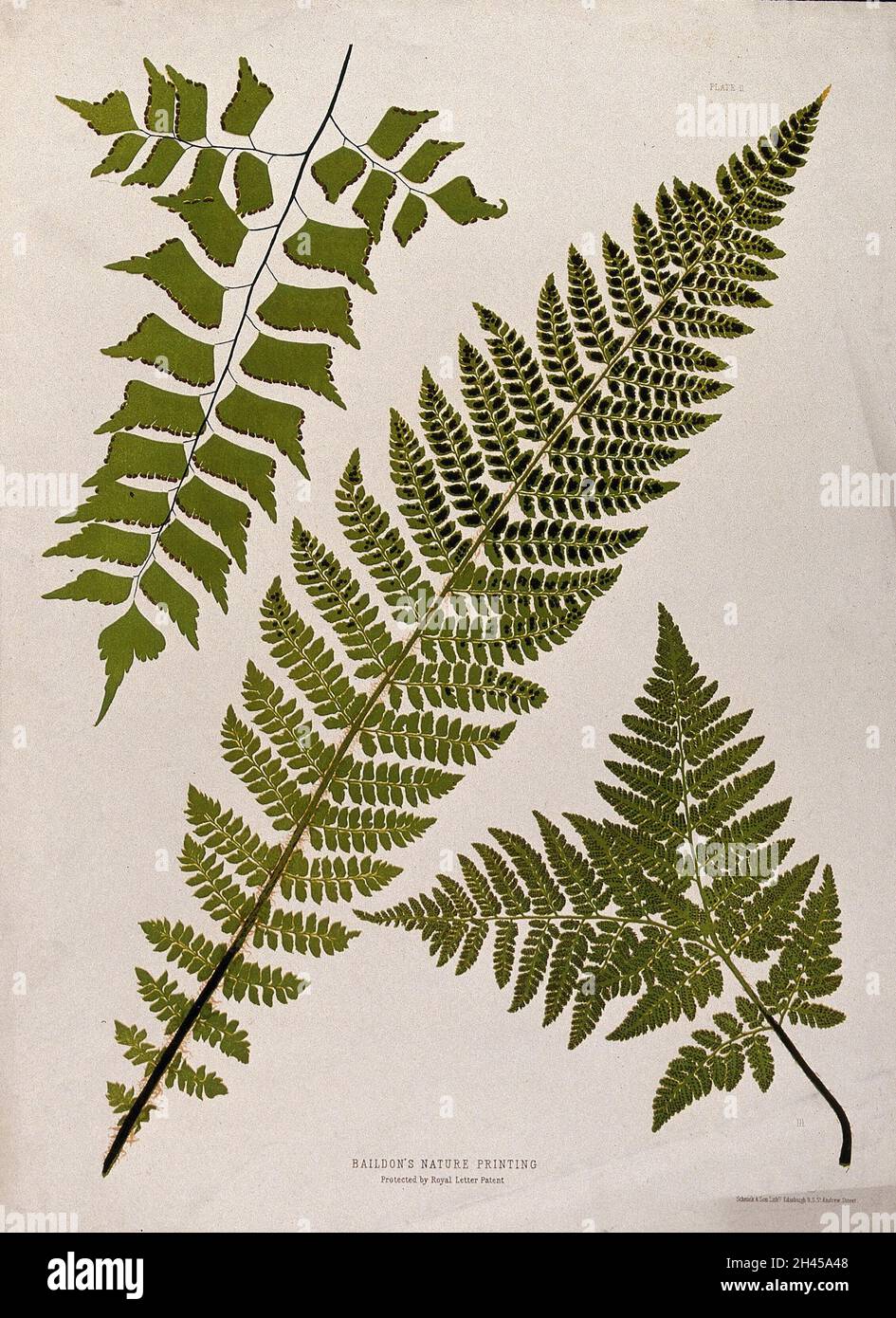 Three fern fronds. Chromolithograph after a nature print Stock Photo ...