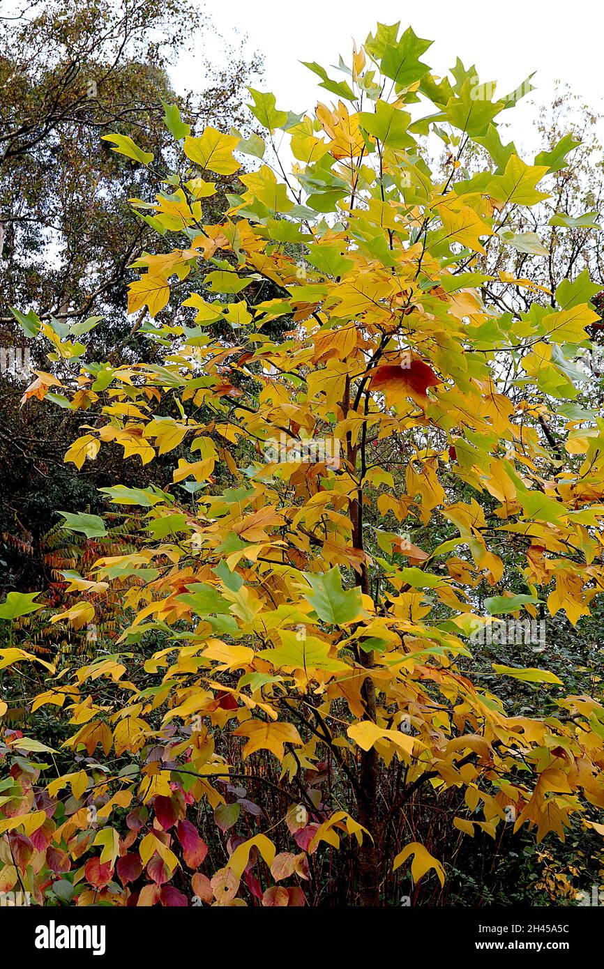 Liriodendron tulipifera tulip tree – 2D tulip-shaped yellow, brown and fresh green leaves on ...