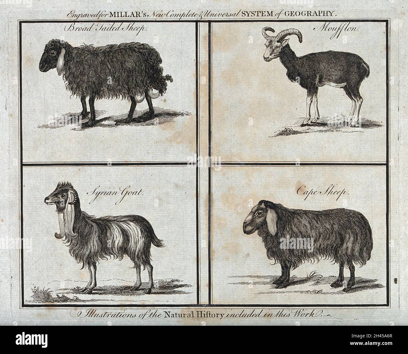 Broad tailed sheep hi-res stock photography and images - Alamy