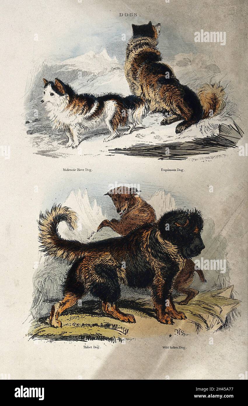 Four dogs: Above, a Makenzie River dog and a Esquimaux dog, below, a ...