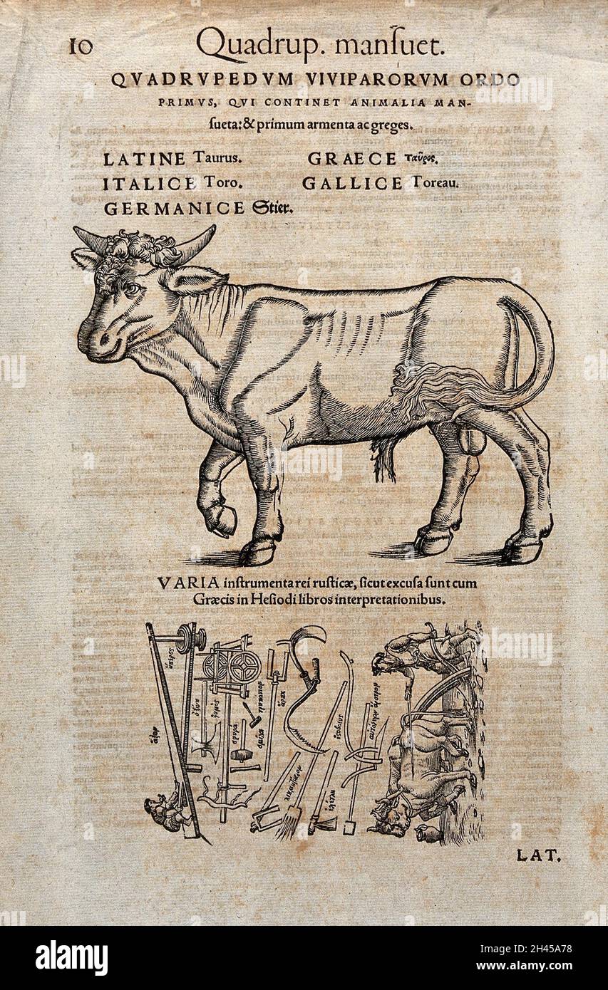 Ox Drawn Farming Implements