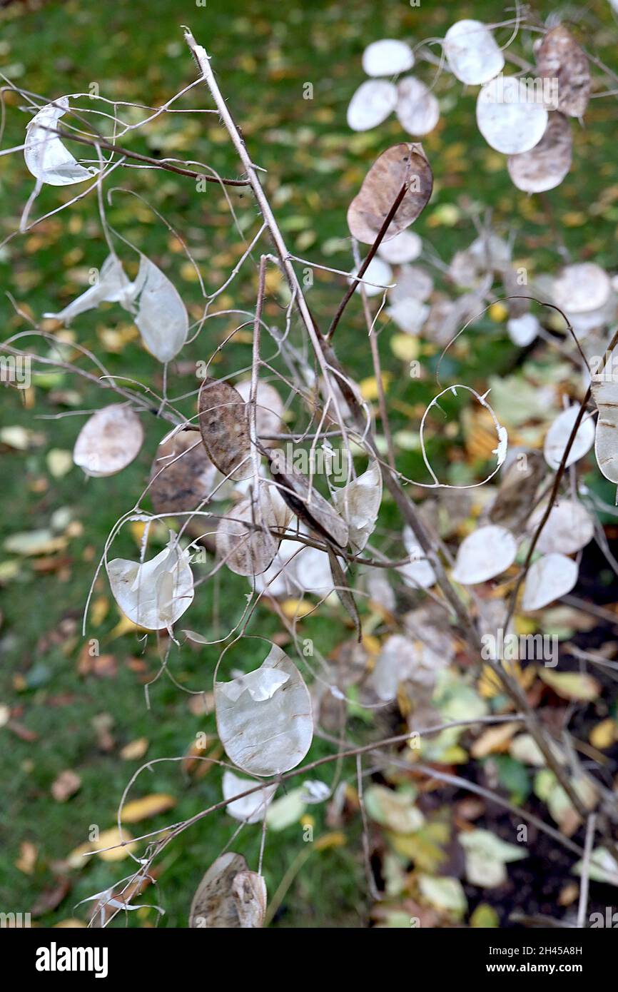 Buff silicles hi-res stock photography and images - Alamy