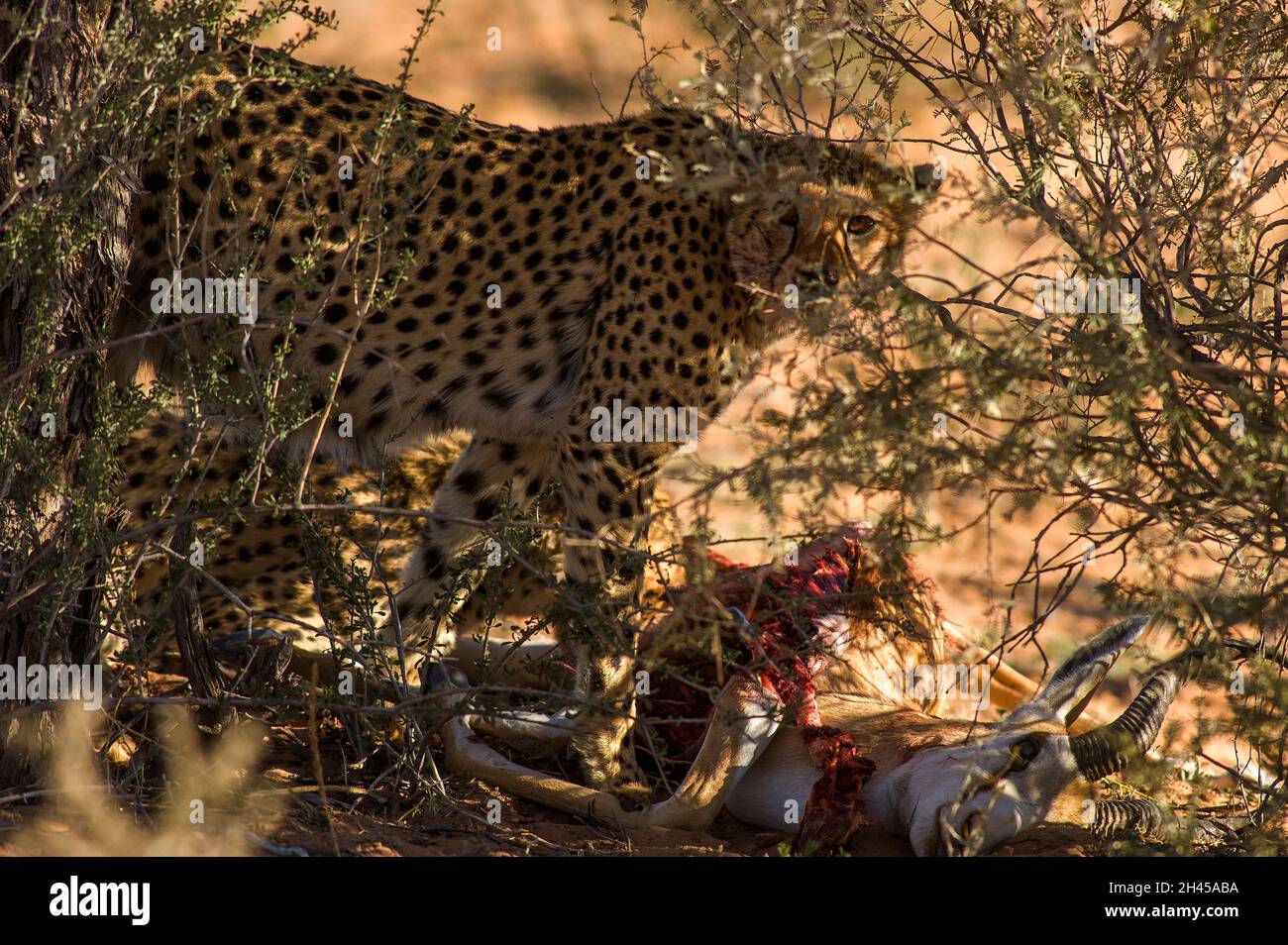 Cheetah the fastest land mammal on a springbok kill, Kgalagadi ...