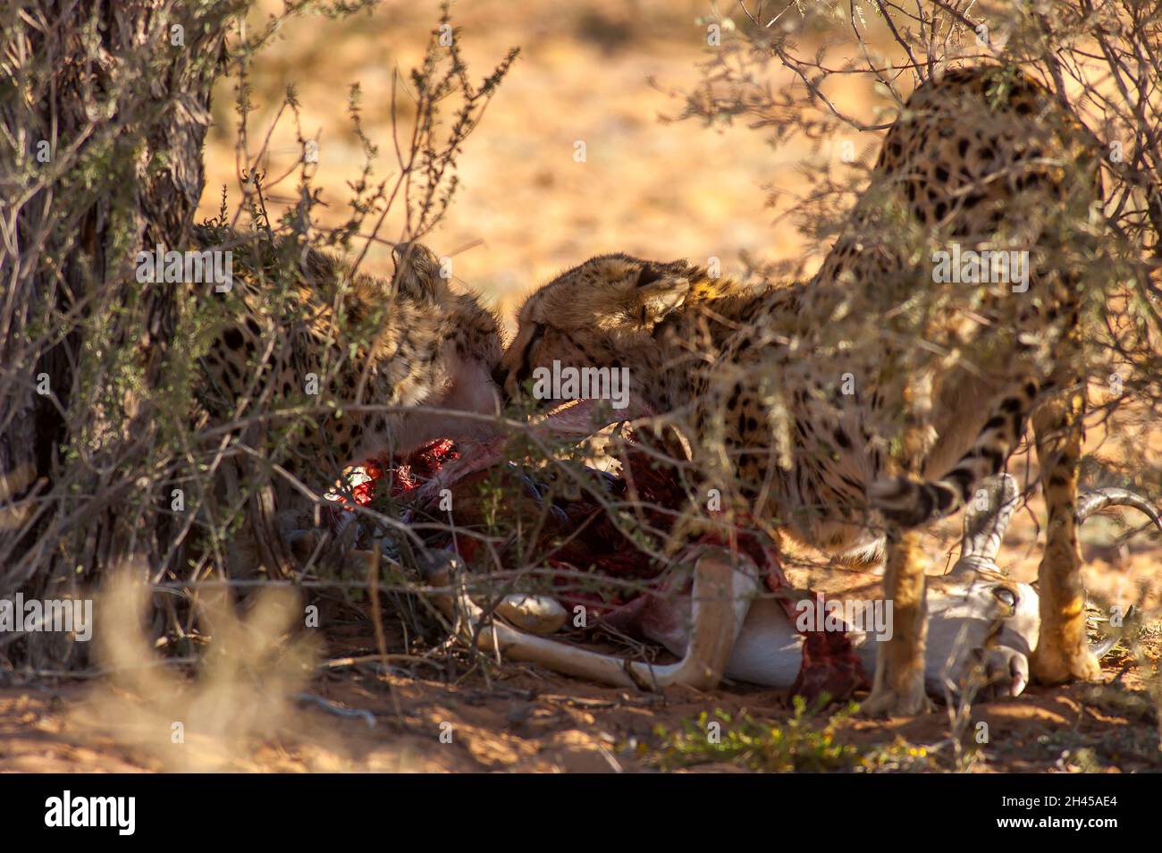 Cheetah the fastest land mammal on a springbok kill, Kgalagadi ...