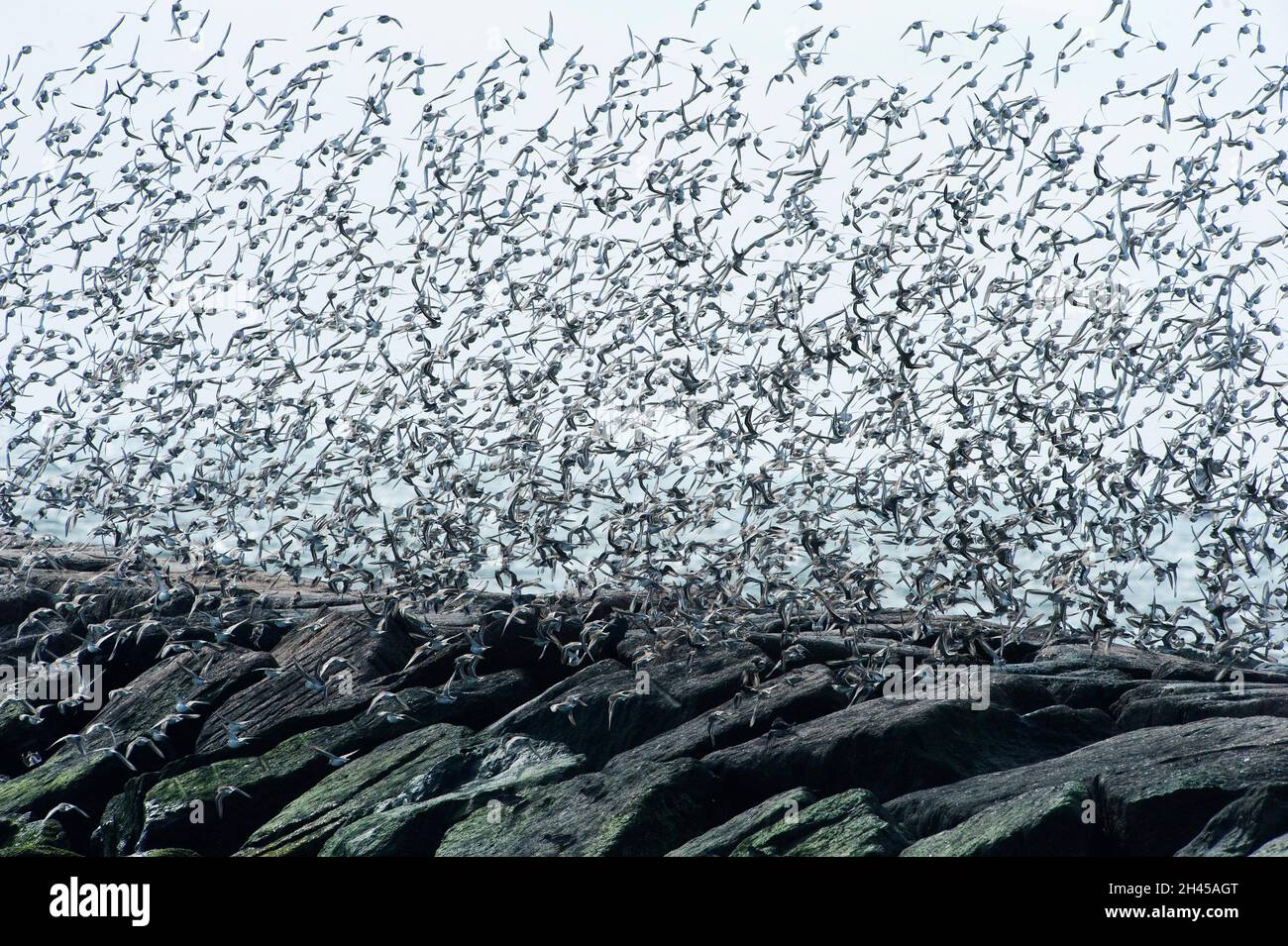 Dunlin flock in flight Stock Photo - Alamy