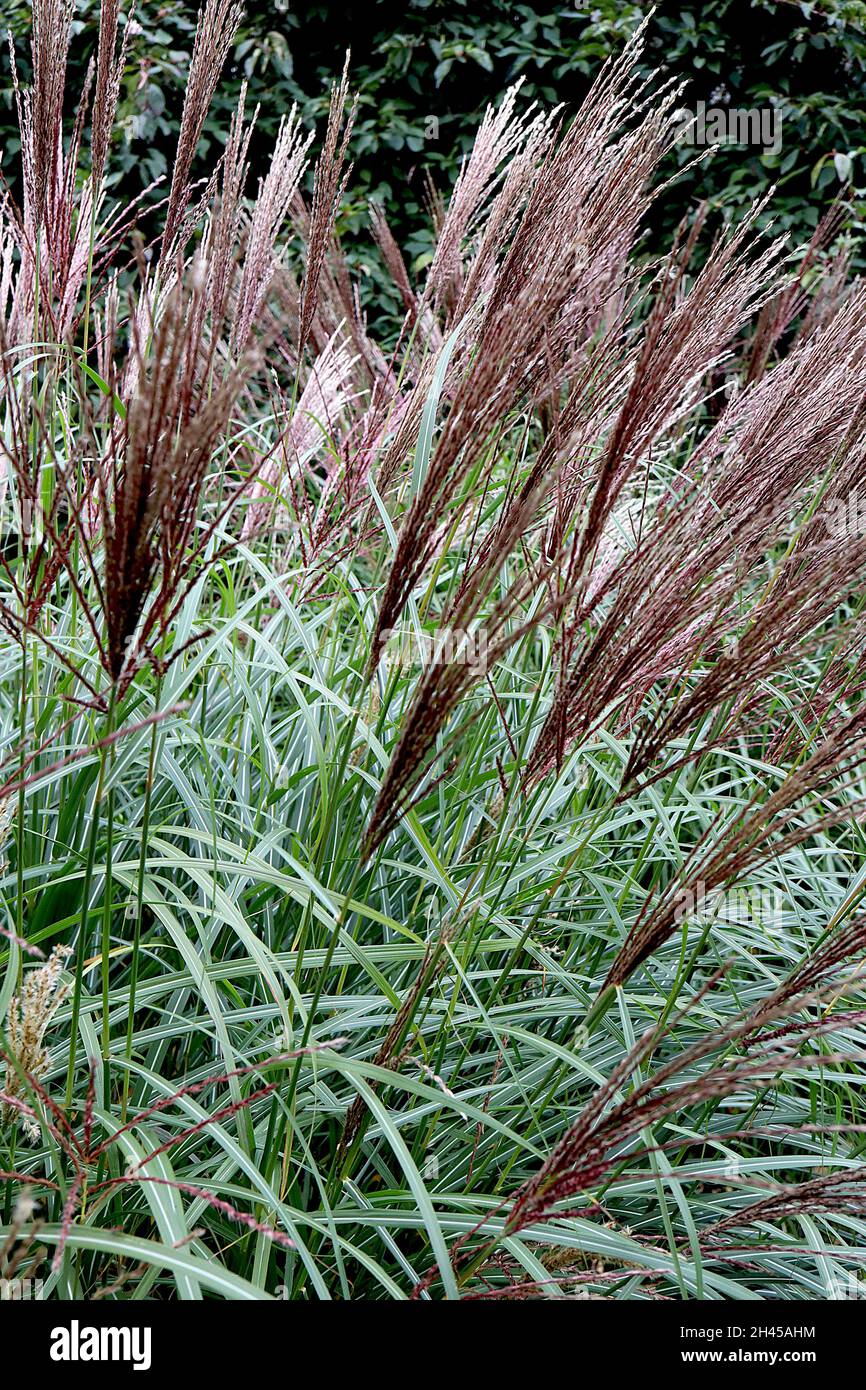 Chinese silver grass hi-res stock photography and images - Alamy