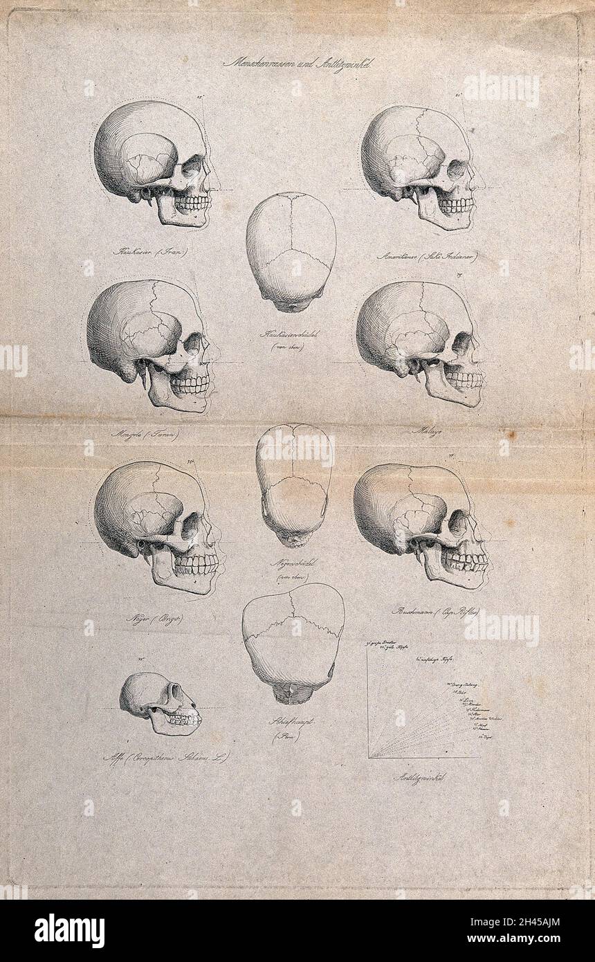 Human skulls of different racial types: eleven figures also including ...