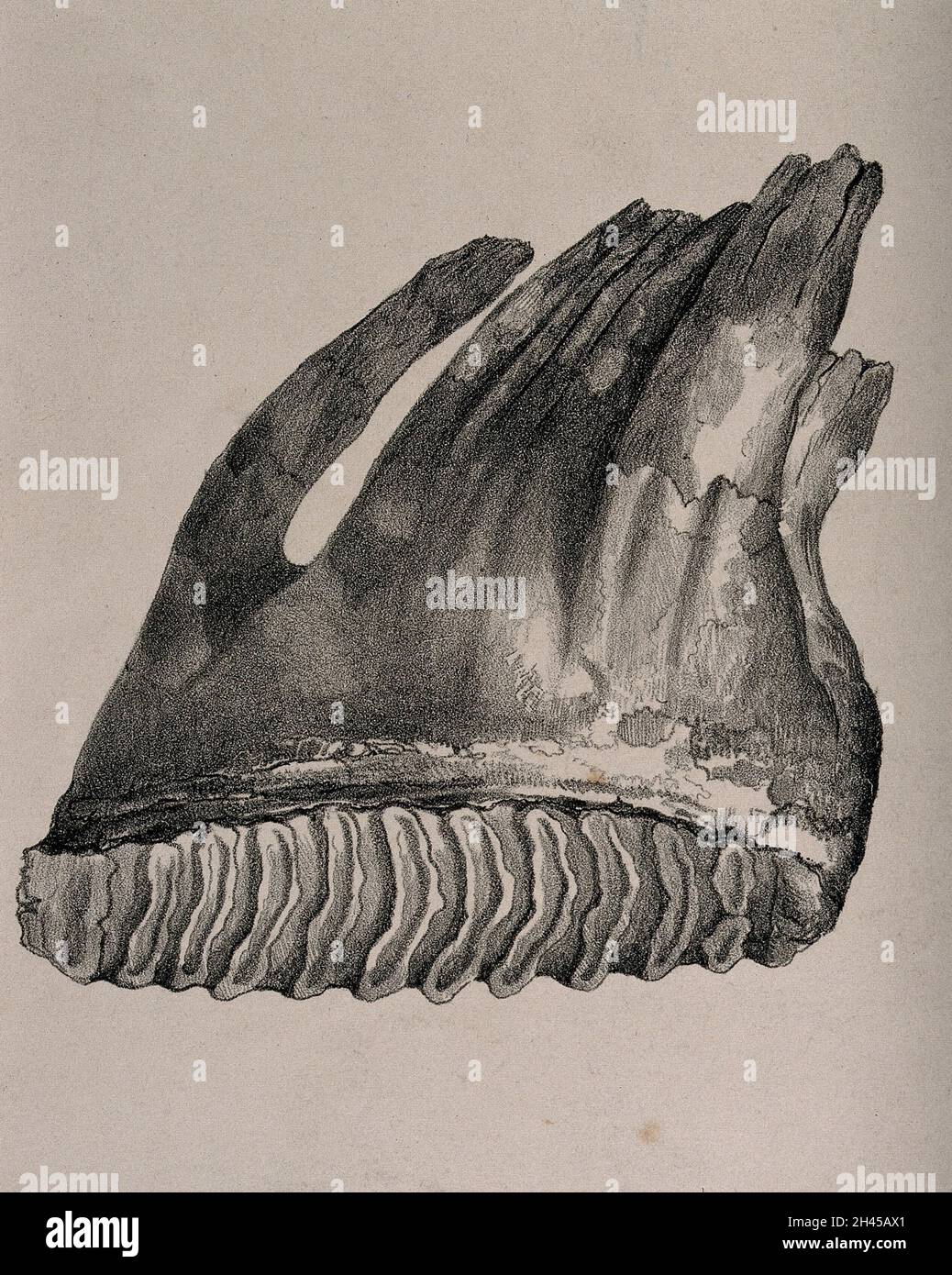 Tooth of an Asian elephant. Lithograph, 1850/1900 Stock Photo - Alamy
