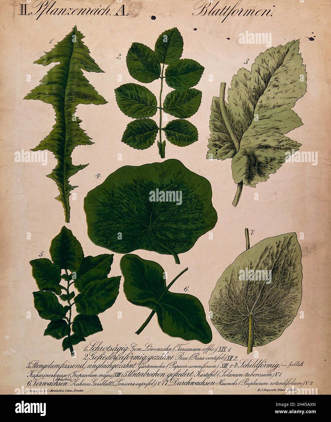 Seven leaves of different forms, including dandelion, rose, poppy ...