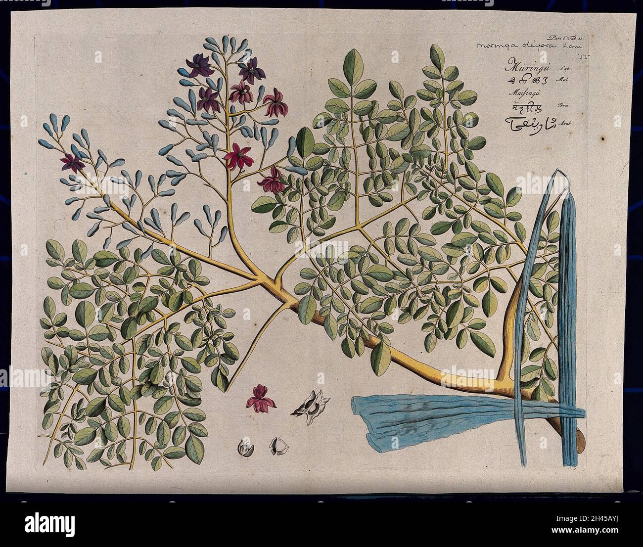 Horse-radish tree (Moringa oleifera Lam.): branch with flowers and ...