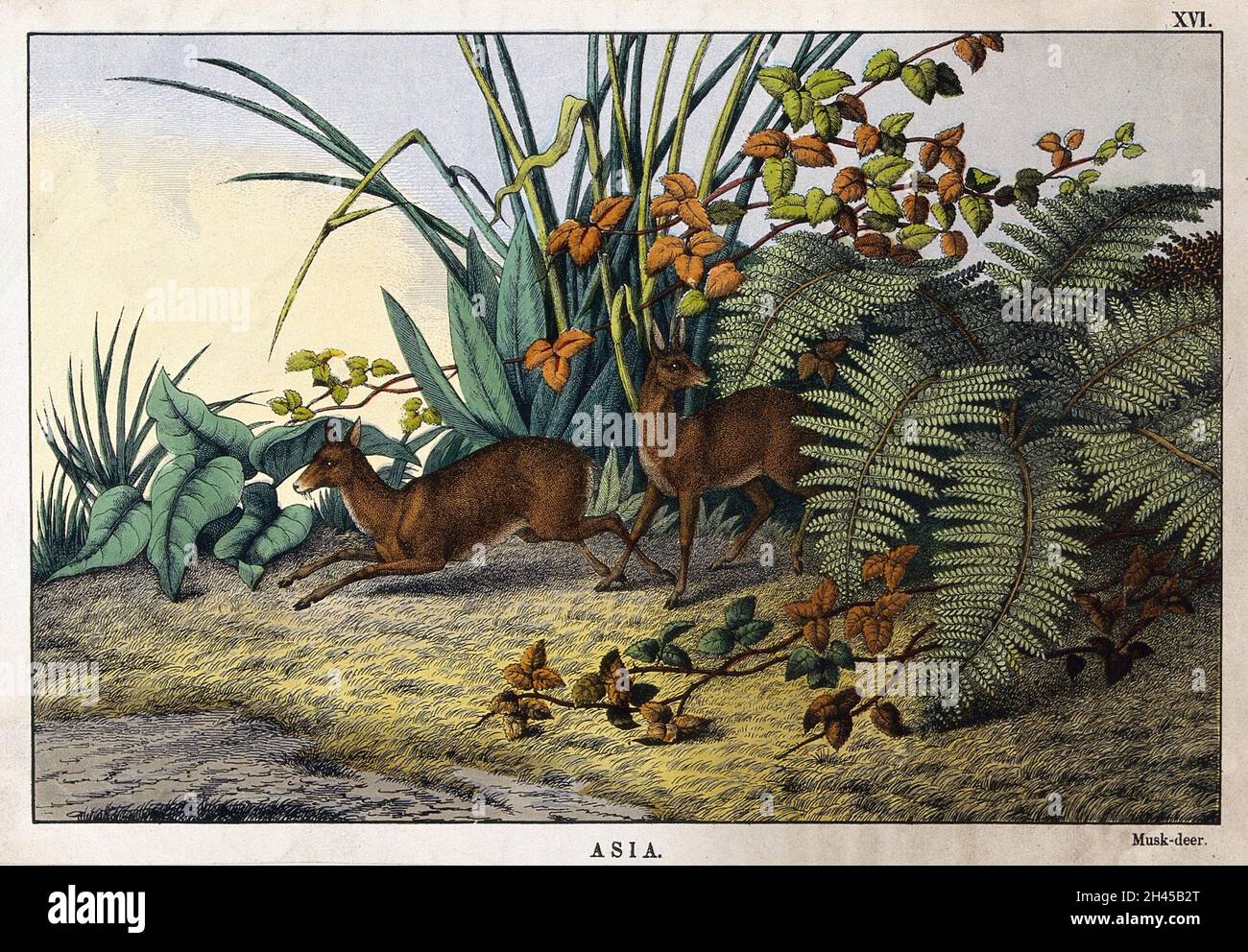 Two musk-deer hiding under bushes. Coloured lithograph Stock Photo - Alamy