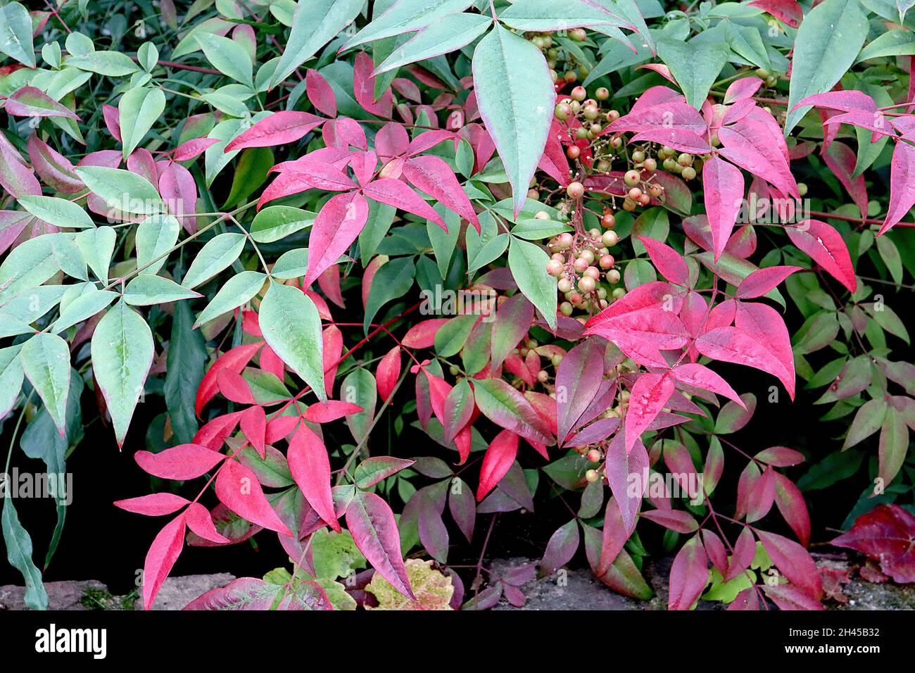 Nandina domestica Sacred bamboo – red lance-shaped leaves with light ...