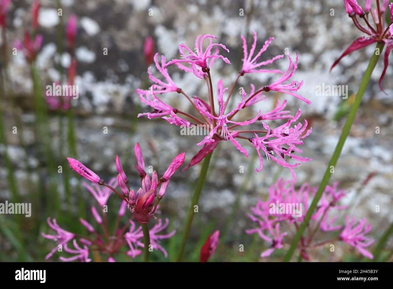 Nerine alta medium pink flowers with slender petals and crinkled ...