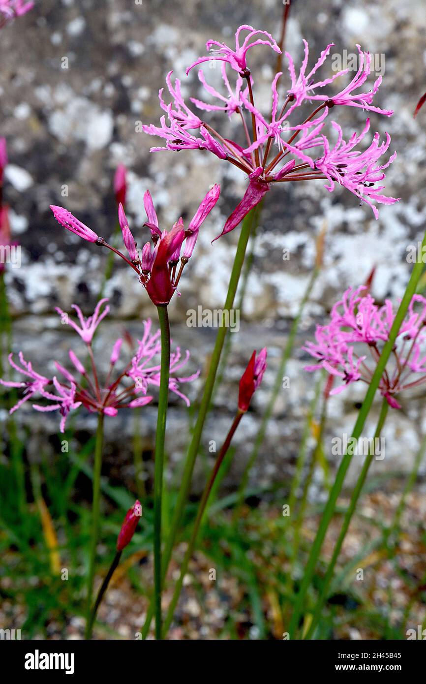 Nerine alta medium pink flowers with slender petals and crinkled ...