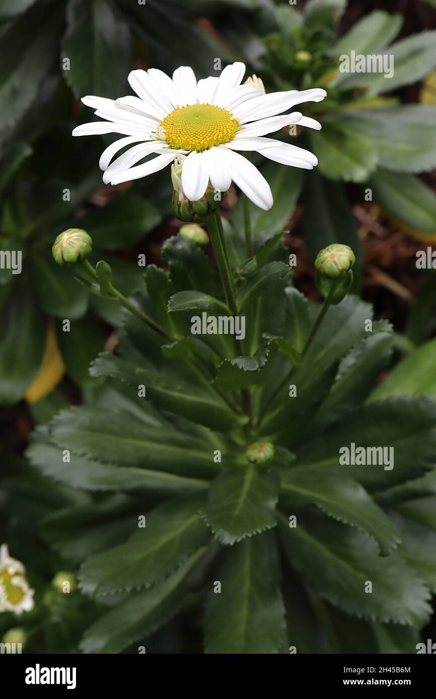 Nipponanthemum / Chrysanthemum nipponicum Nippon daisy – white daisy ...