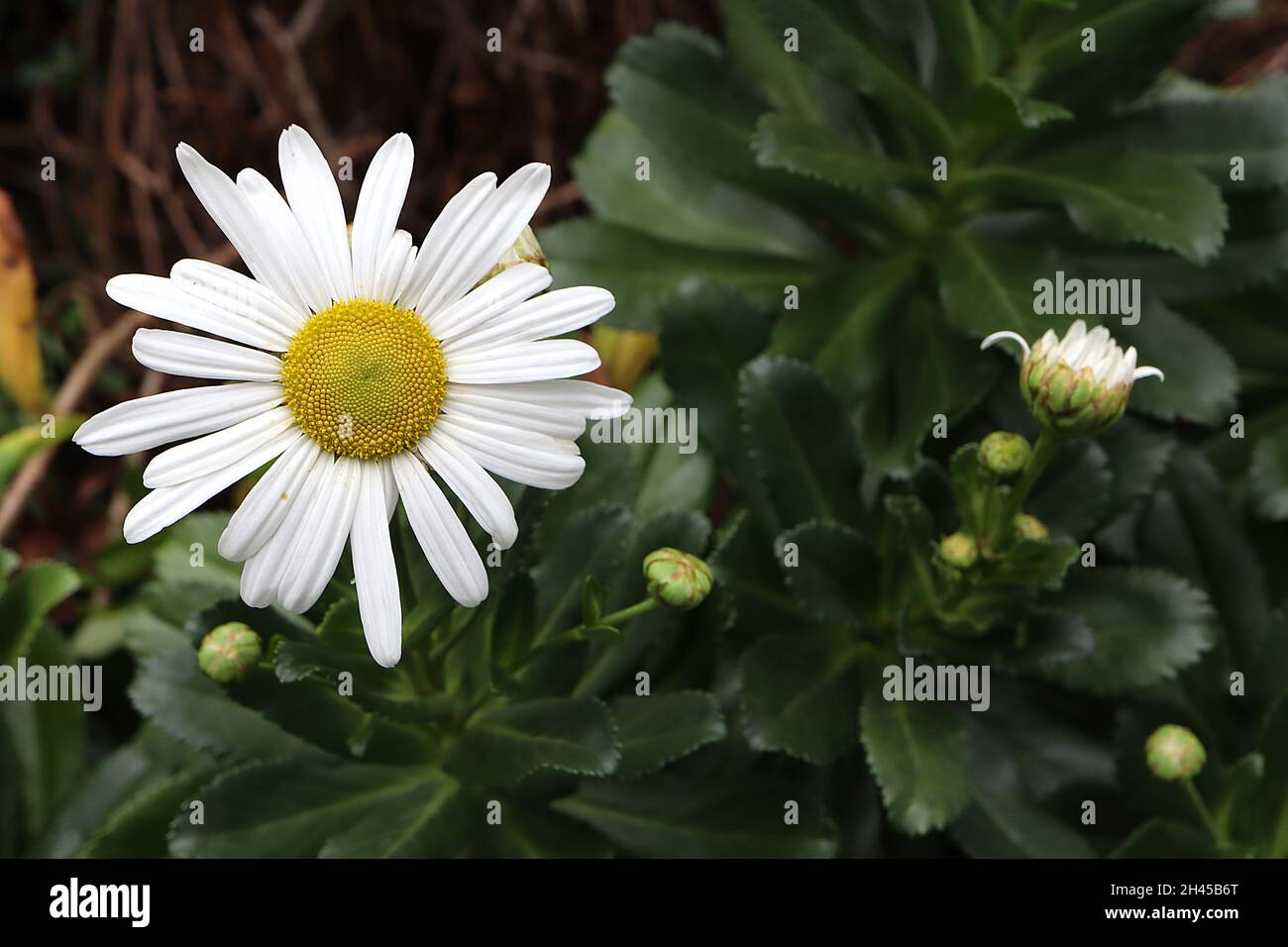 Nipponanthemum / Chrysanthemum nipponicum Nippon daisy – white daisy ...