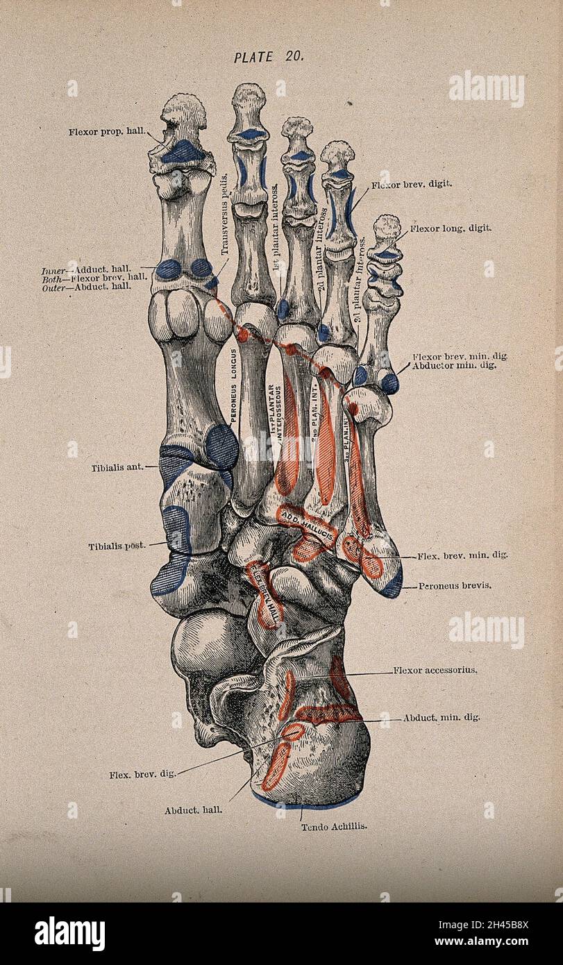 Bones of the foot. Colour wood engraving with letterpress, 1860/1900 ...