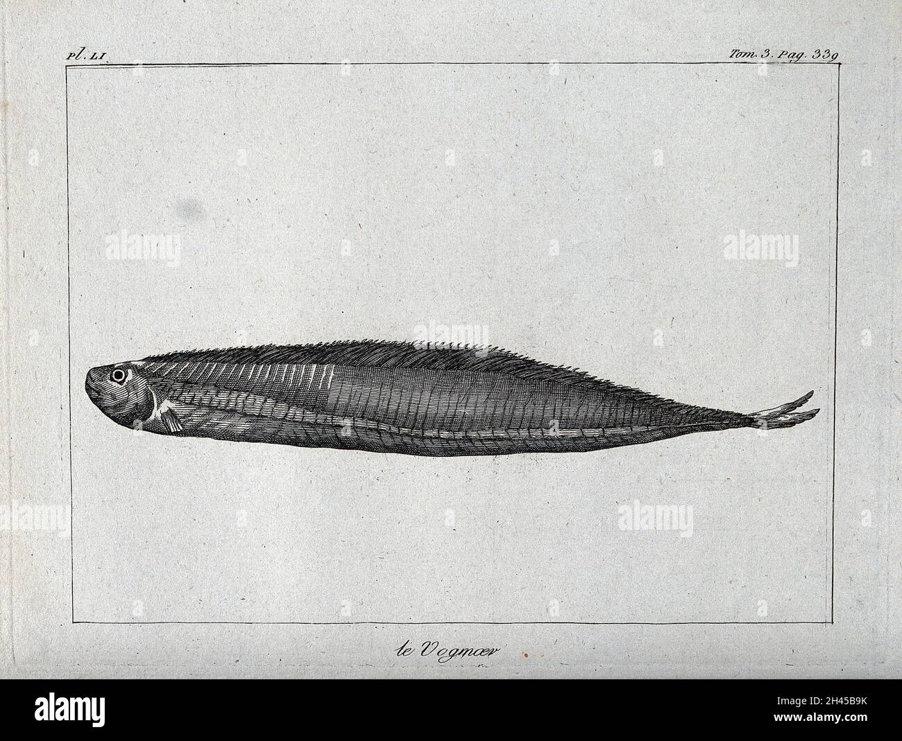 A type of fish. Etching Stock Photo - Alamy
