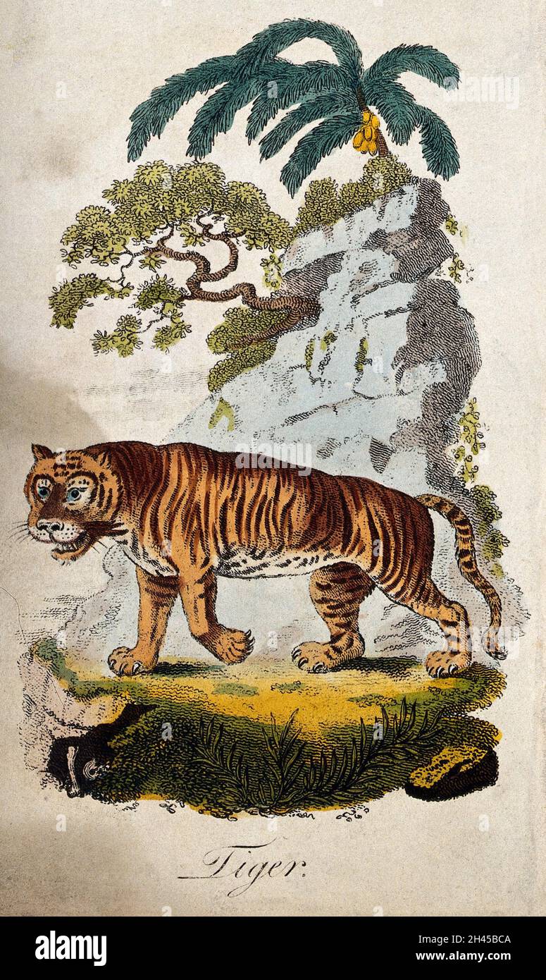 Tiger etching hi-res stock photography and images - Alamy