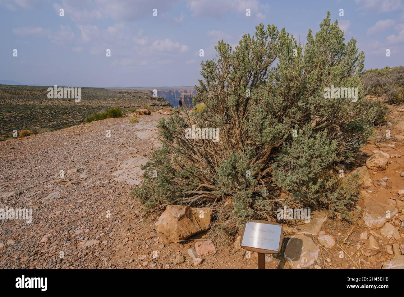 Big sagebrush or Great Basin sagebrush (Artemisia tridentata), an ...