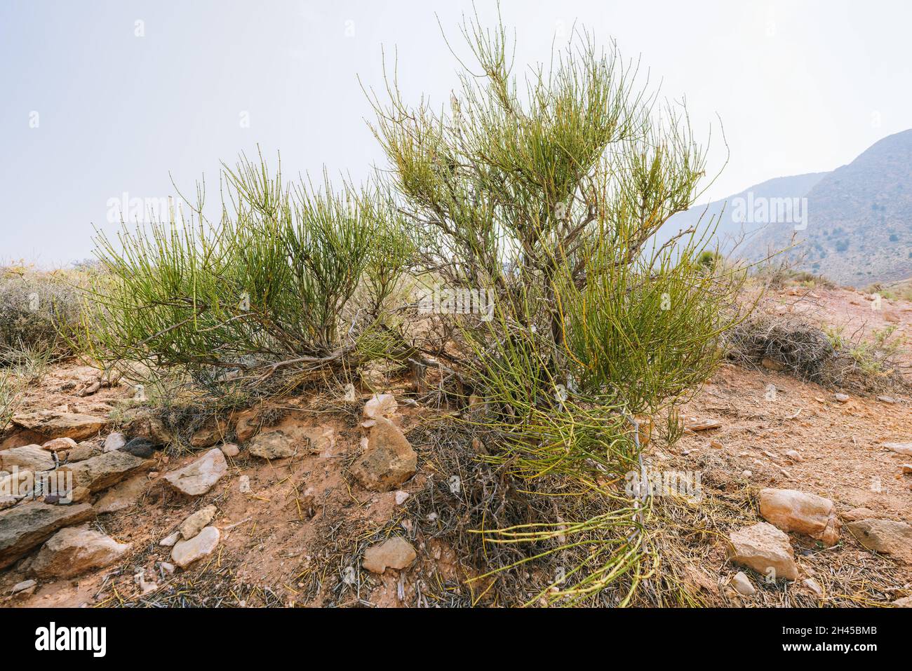 Mormon Tea plant (genus Ephedra), a woody shrub in the middle of desert ...