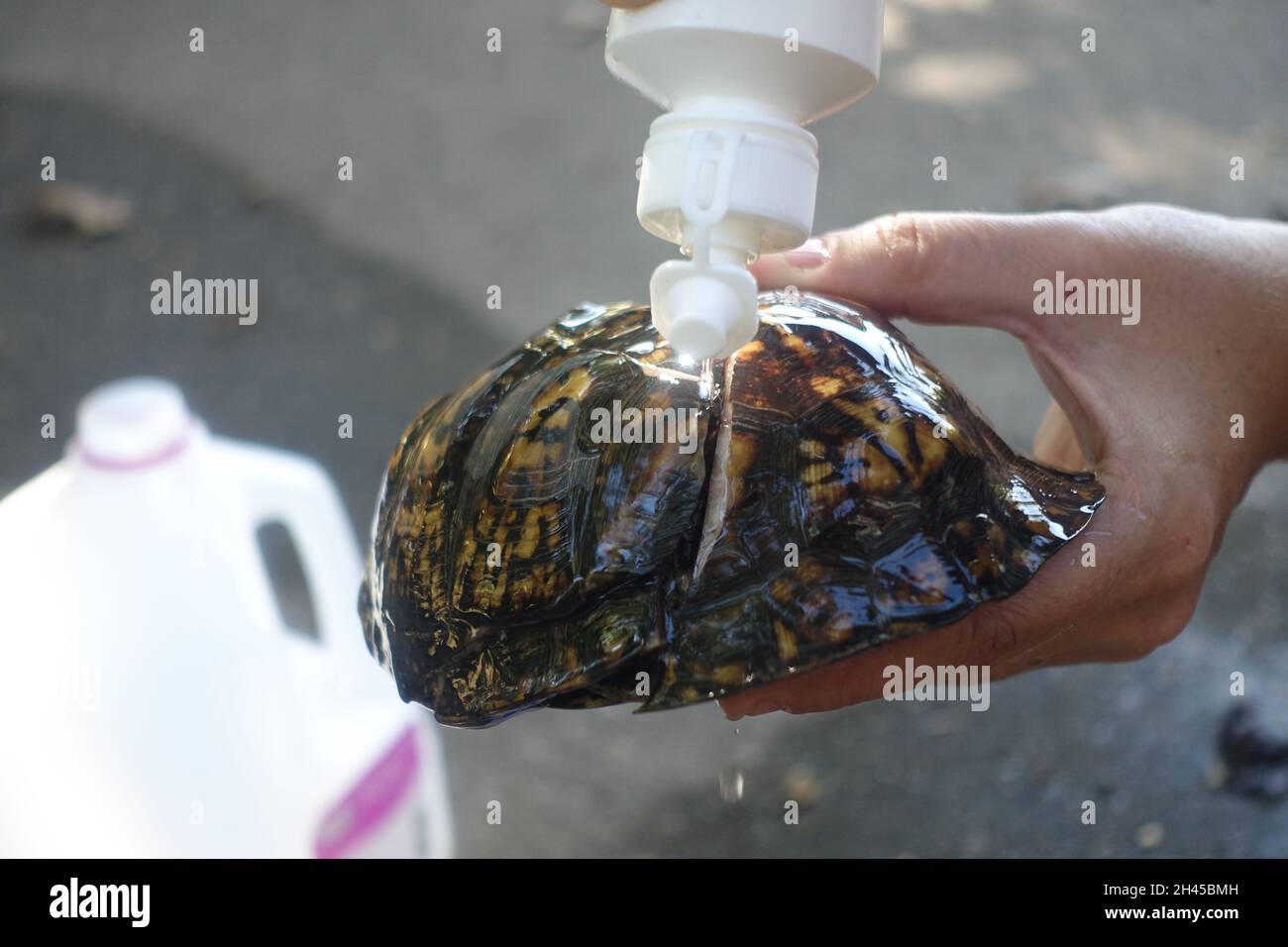cleaning maggots out of a turtle's cracked shell Stock Photo - Alamy