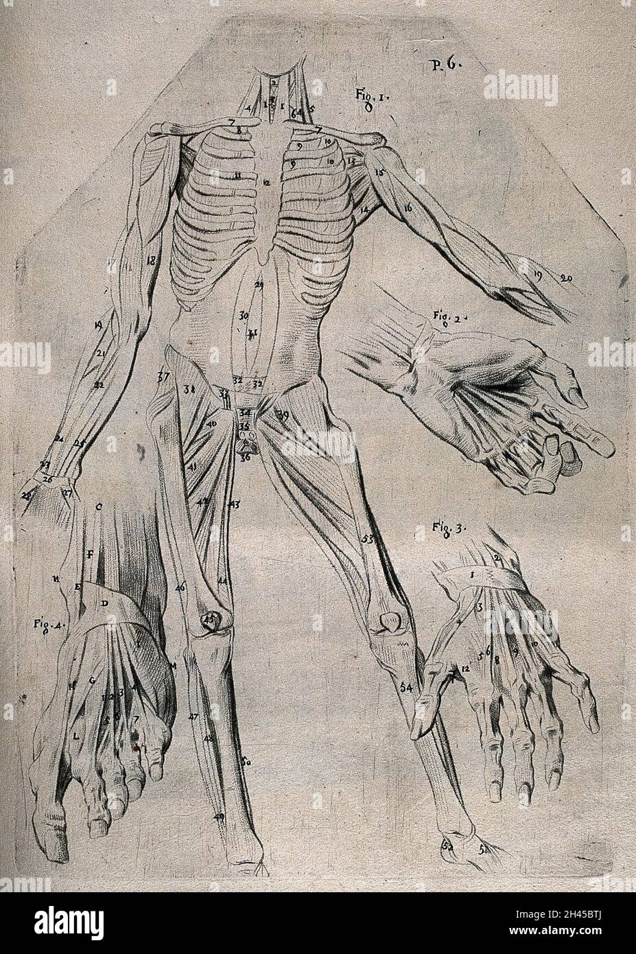 A standing écorché figure, showing the bone structure and muscles of ...