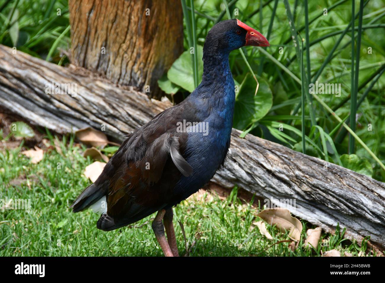Purple Swamphen Western Australia bird Stock Photo - Alamy