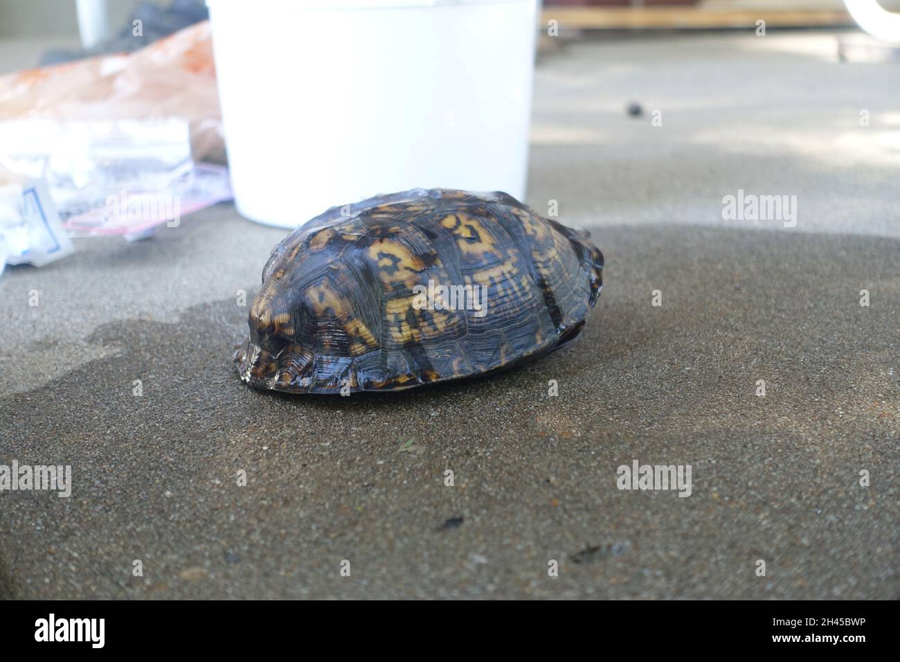 cleaning maggots out of a turtle's cracked shell Stock Photo - Alamy