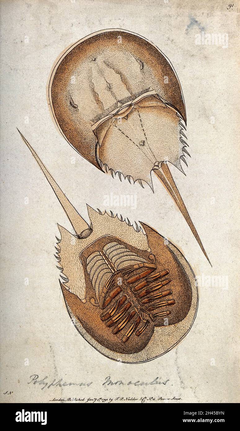A violet crab: ventral and dorsal aspect. Coloured etching, ca. 1792 ...