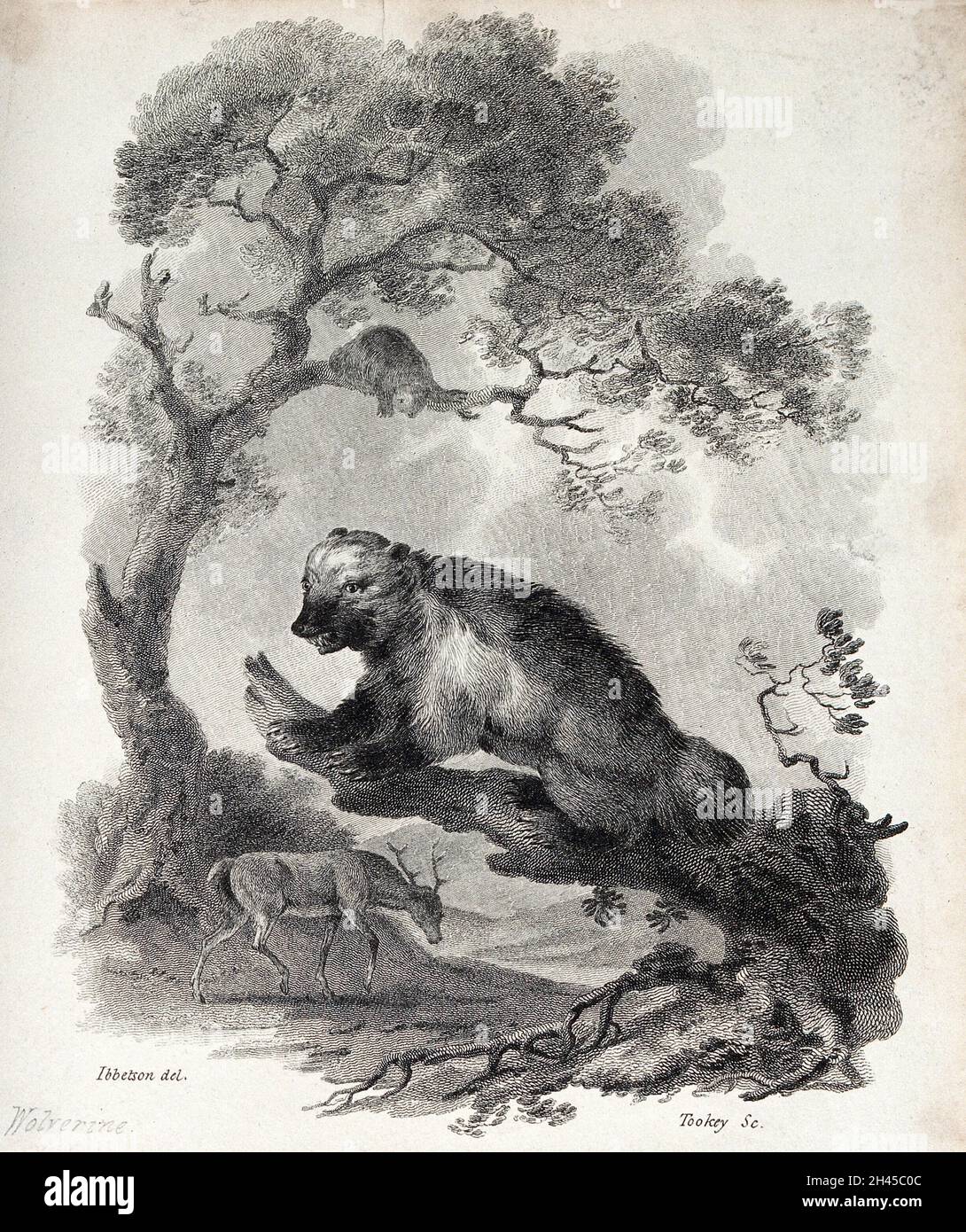 A wolverine (glutton) is sitting on a dead tree branch in the forest ...