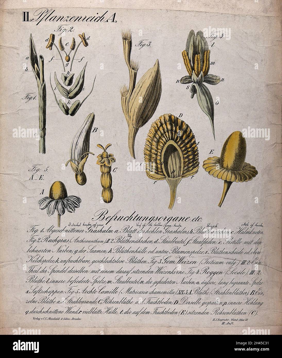 The dissected flowers of five plants: a grass, rye, wheat, vernal grass ...