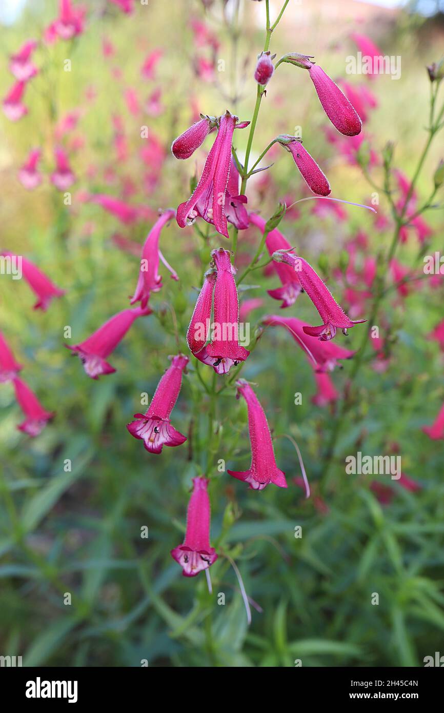 Penstemon kunthii beardtongue kunthii - upright racemes of narrow ...