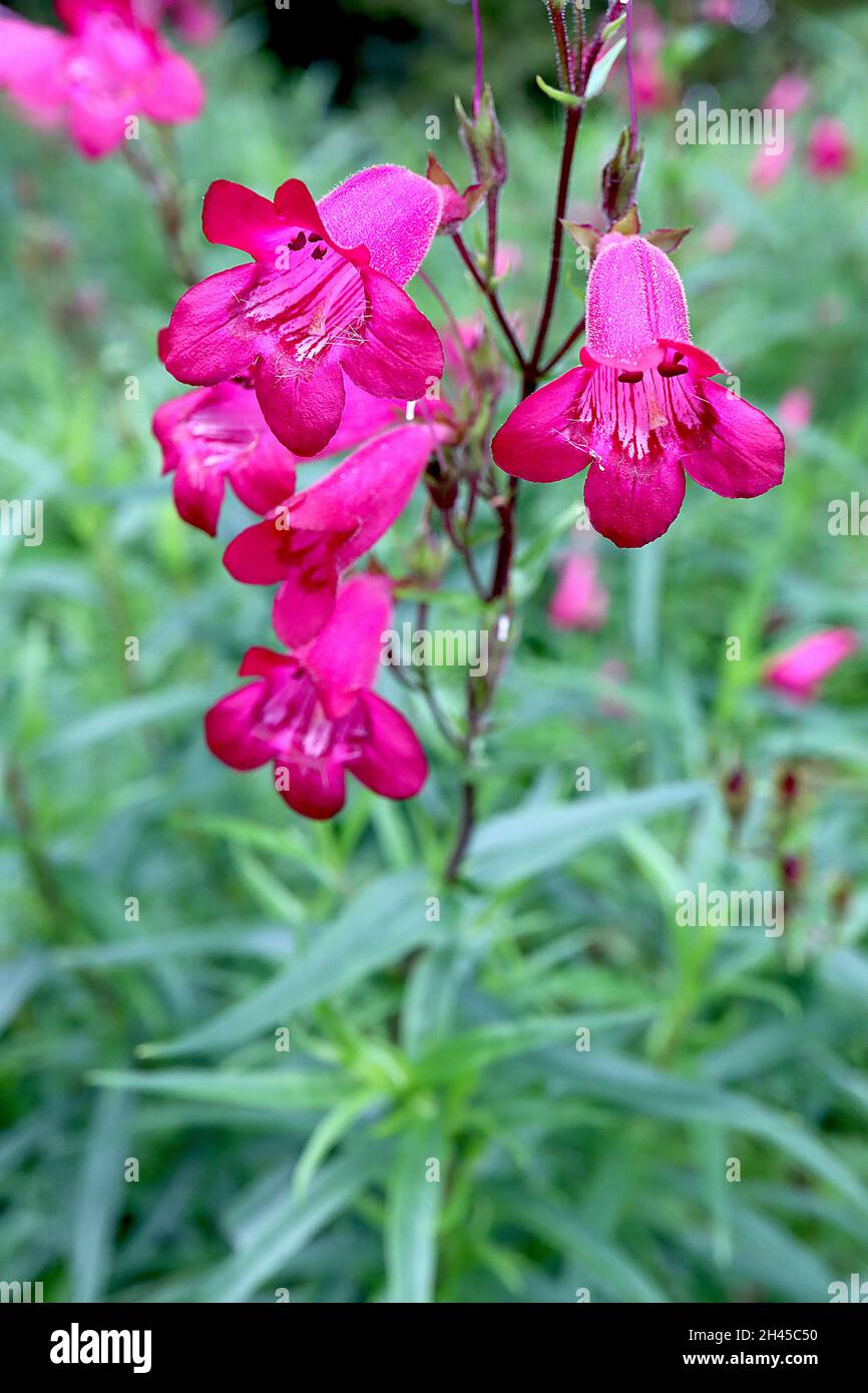 Penstemon x mexicali sunburst ruby hi-res stock photography and images ...