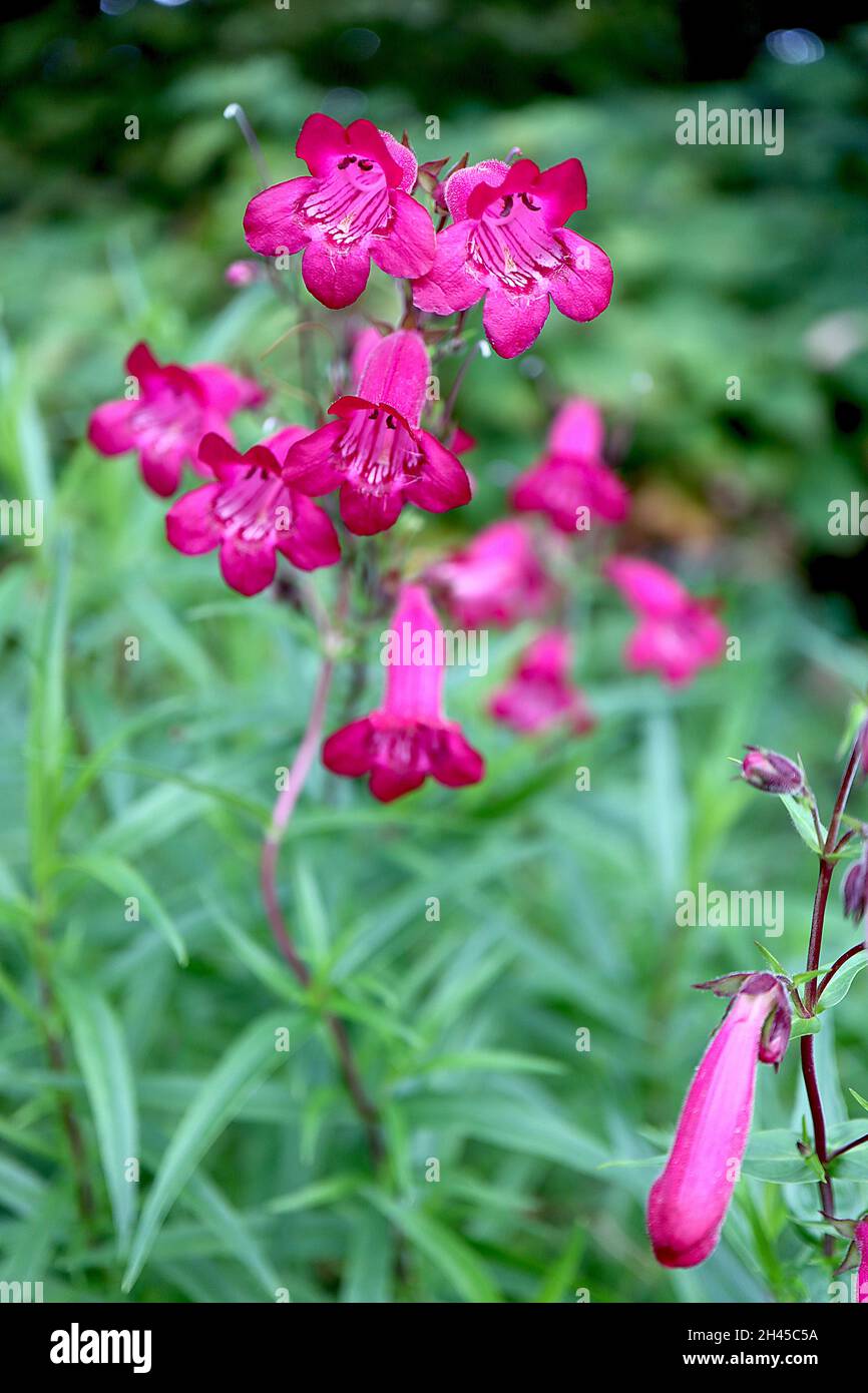 Penstemon x mexicali ‘Sunburst Ruby’ beardtongue Sunburst Ruby ...