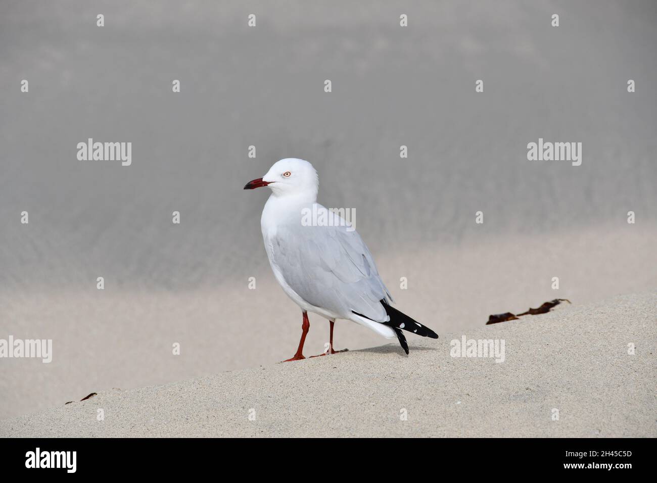 silver seagull close up on western australian sandy beach Stock Photo ...