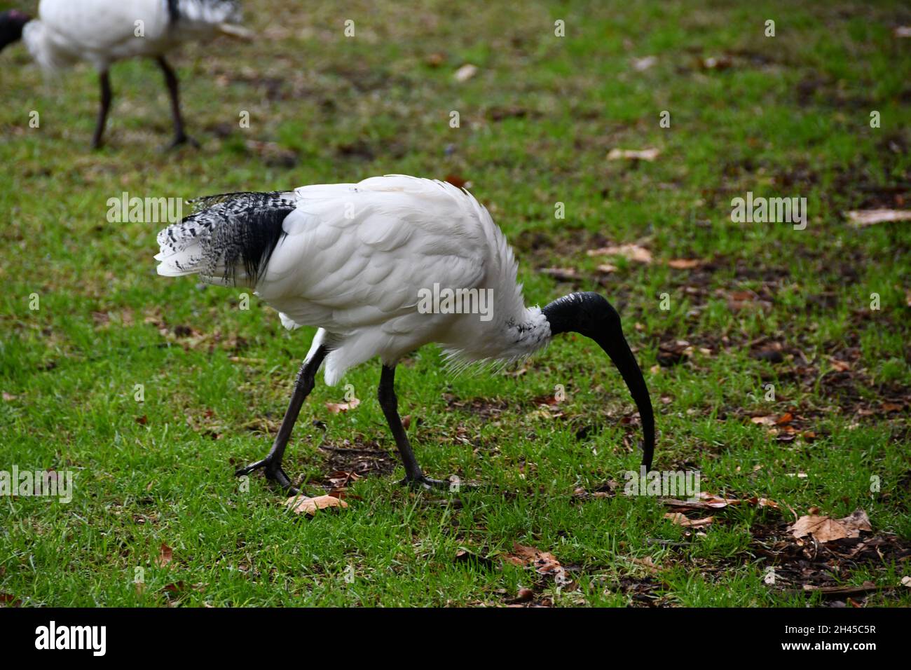 Ibis eating hi-res stock photography and images - Alamy