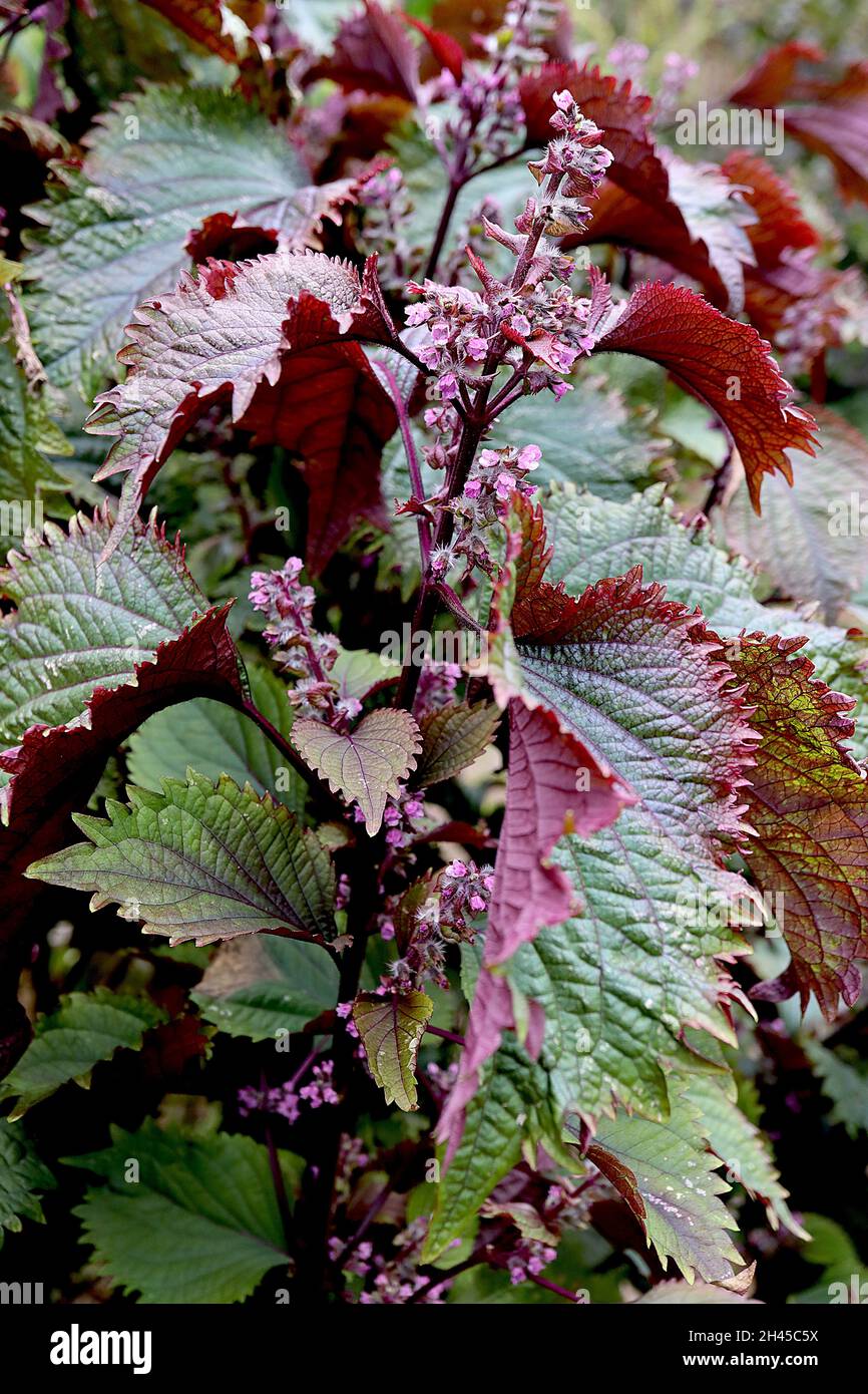 Perilla frutescens var crispa purple shiso – upright racemes of tiny ...