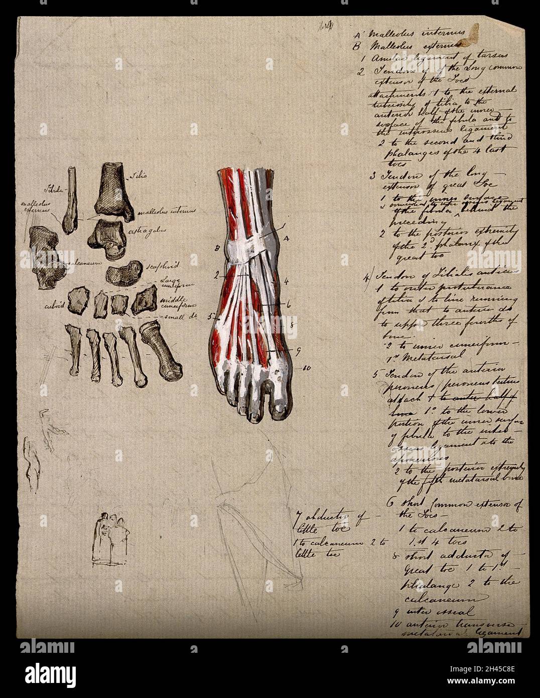 Bones and muscles of the foot: two figures, with thumbnail sketches of ...
