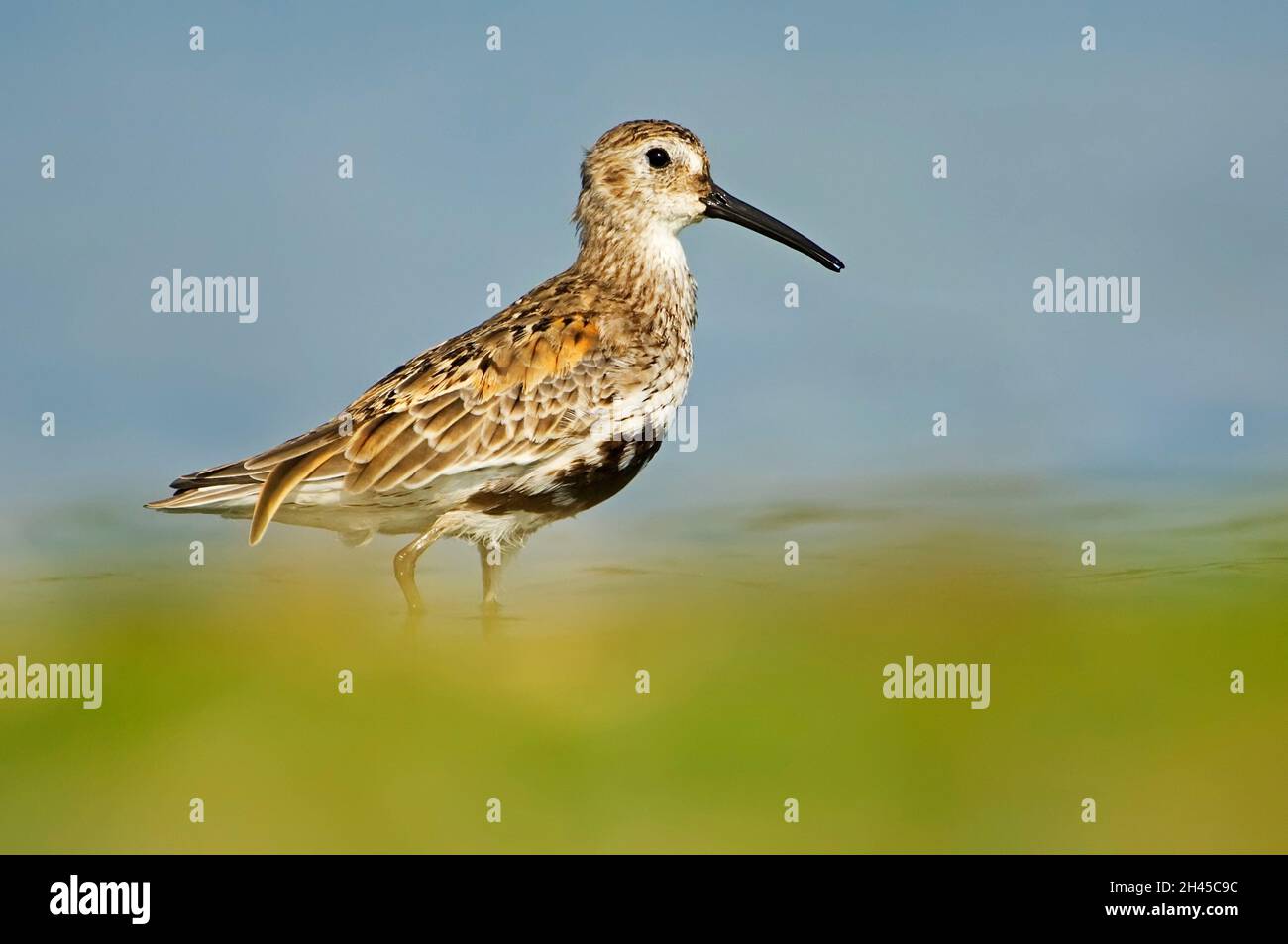 A dunlin in breeding plumage Stock Photo - Alamy