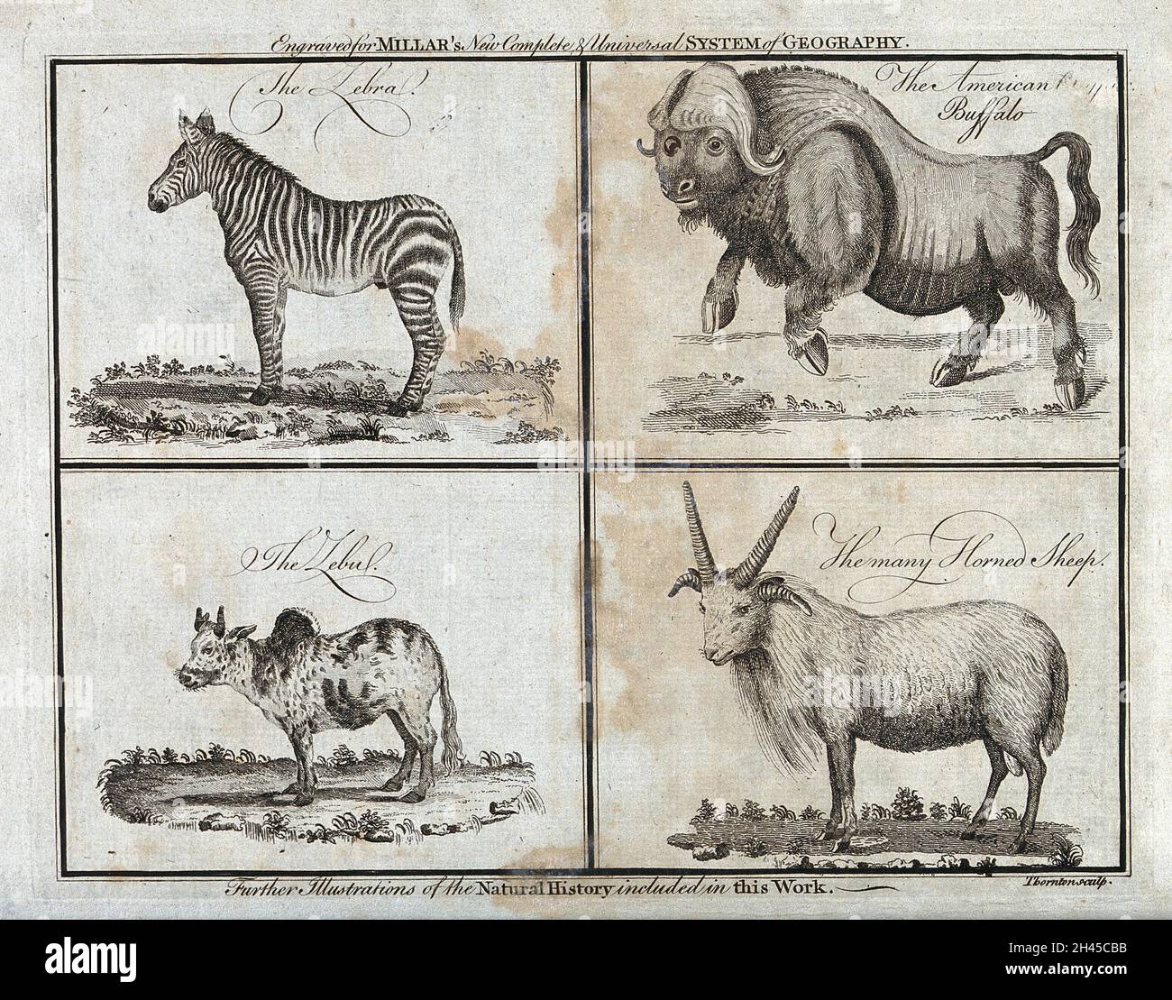 Zebra sheep hi-res stock photography and images - Alamy