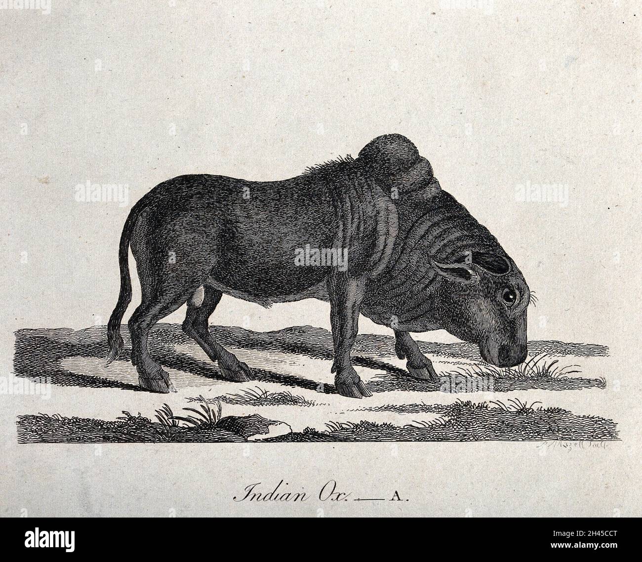 Indian ox hi-res stock photography and images - Alamy