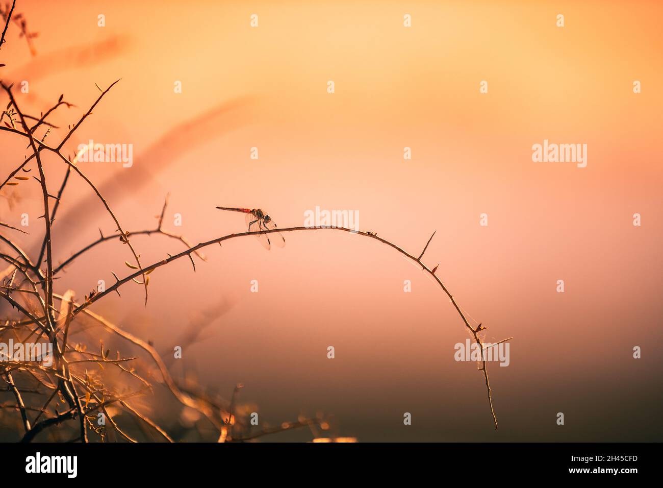 Mayfly wallpaper hi-res stock photography and images - Alamy
