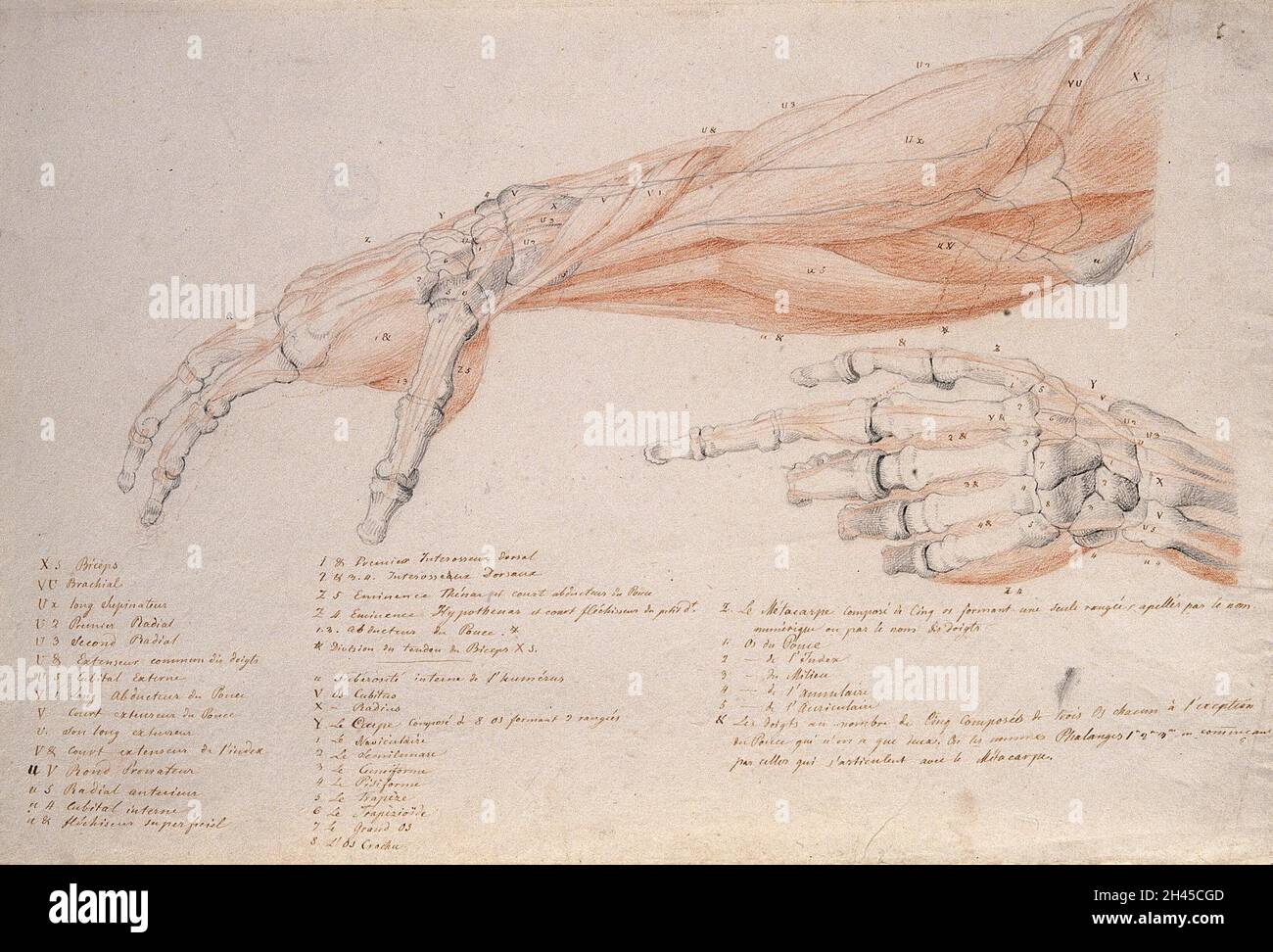 Bones and muscles of the hand and arm: two figures. Pencil and crayon ...