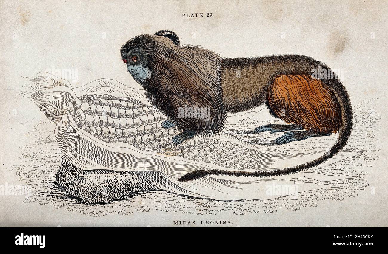 An ape of the genus midas leonina eating fom a cob of maize lying on ...