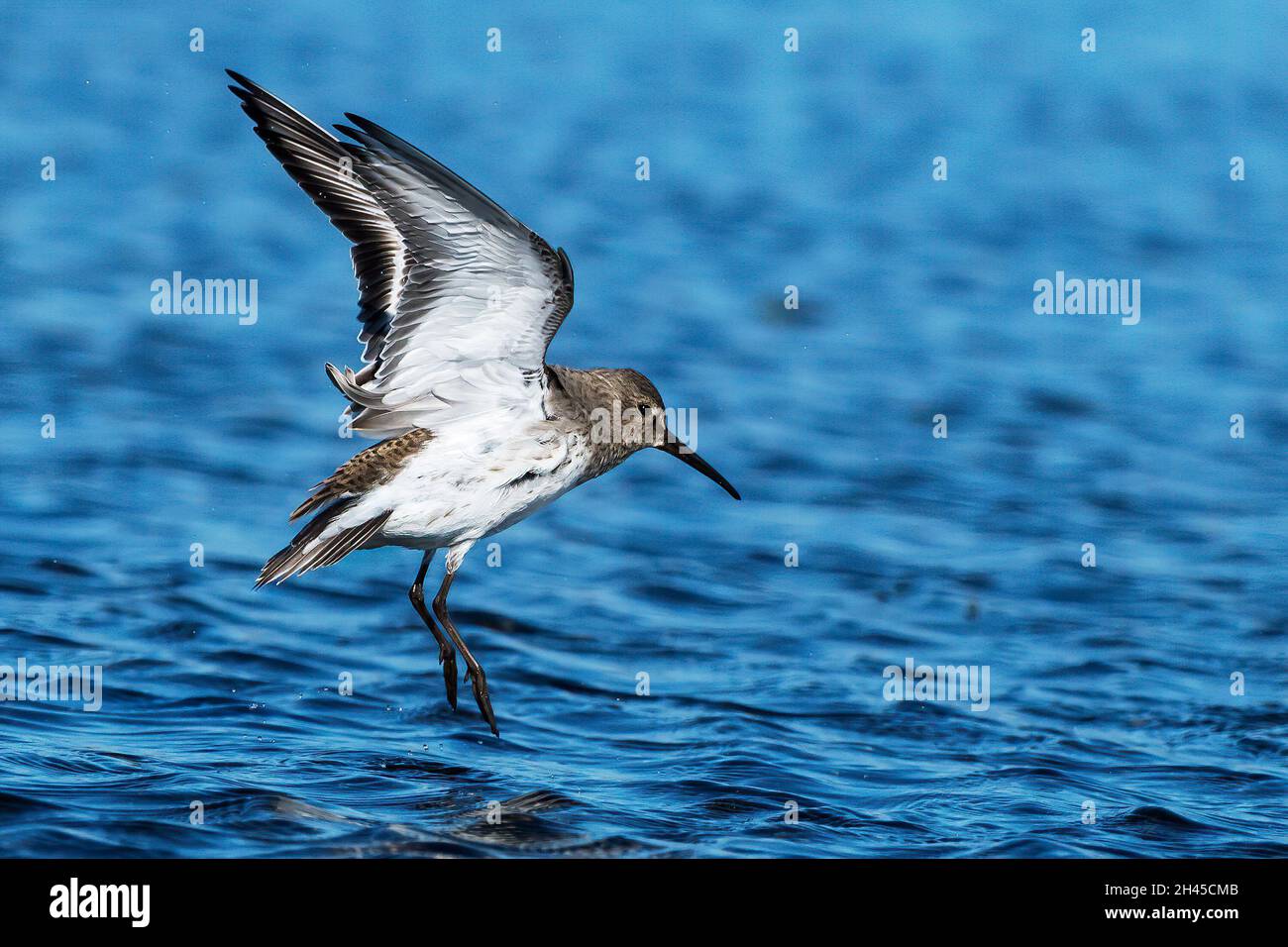 Dunlins hi-res stock photography and images - Alamy