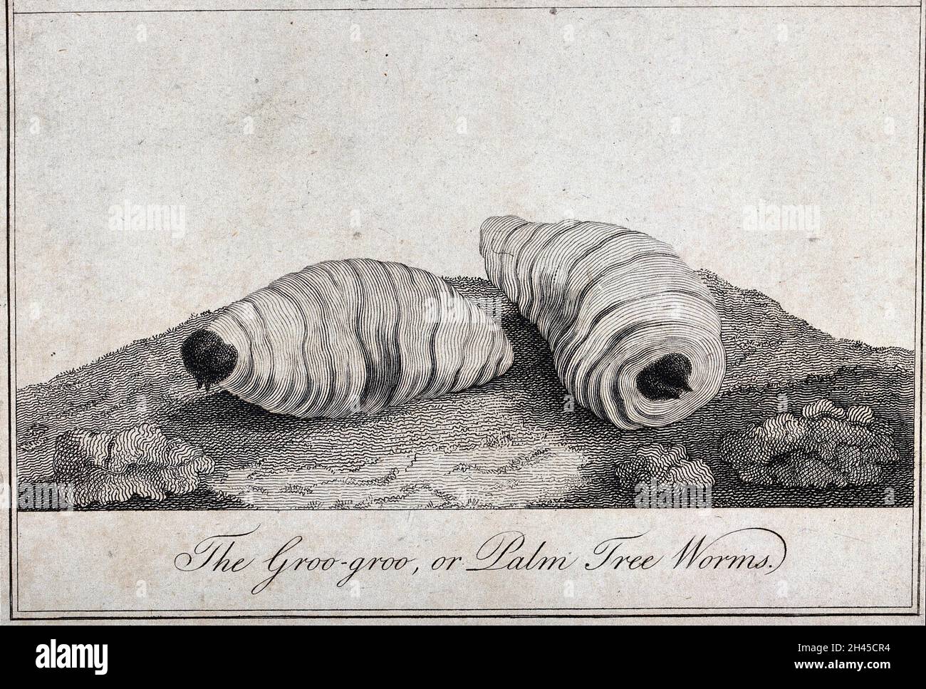 Two maggots. Etching Stock Photo - Alamy