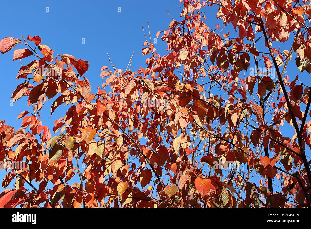 October colours hi-res stock photography and images - Alamy