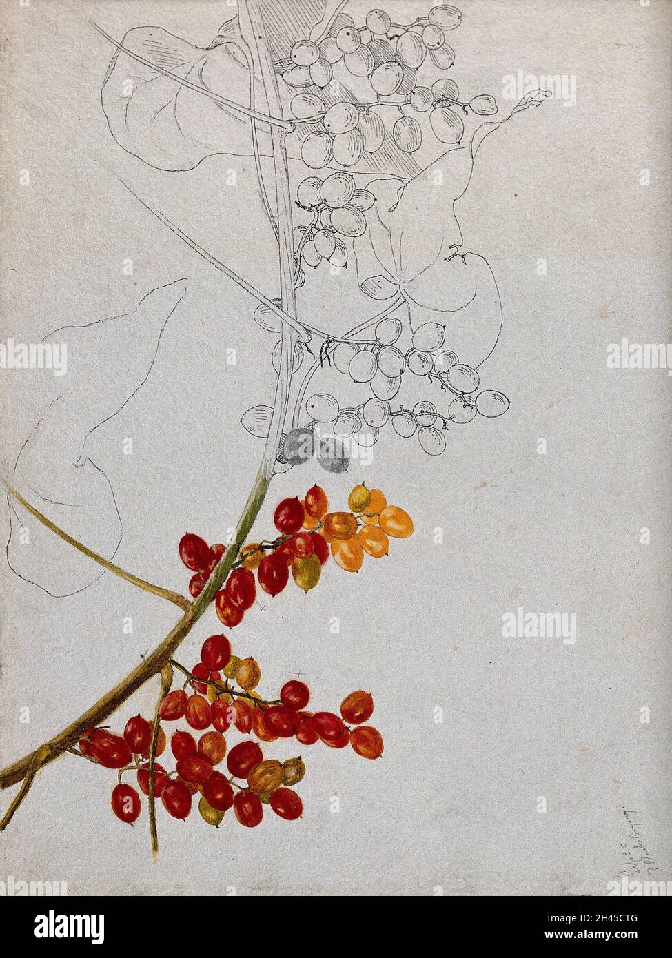 Partially coloured drawing hi-res stock photography and images - Alamy