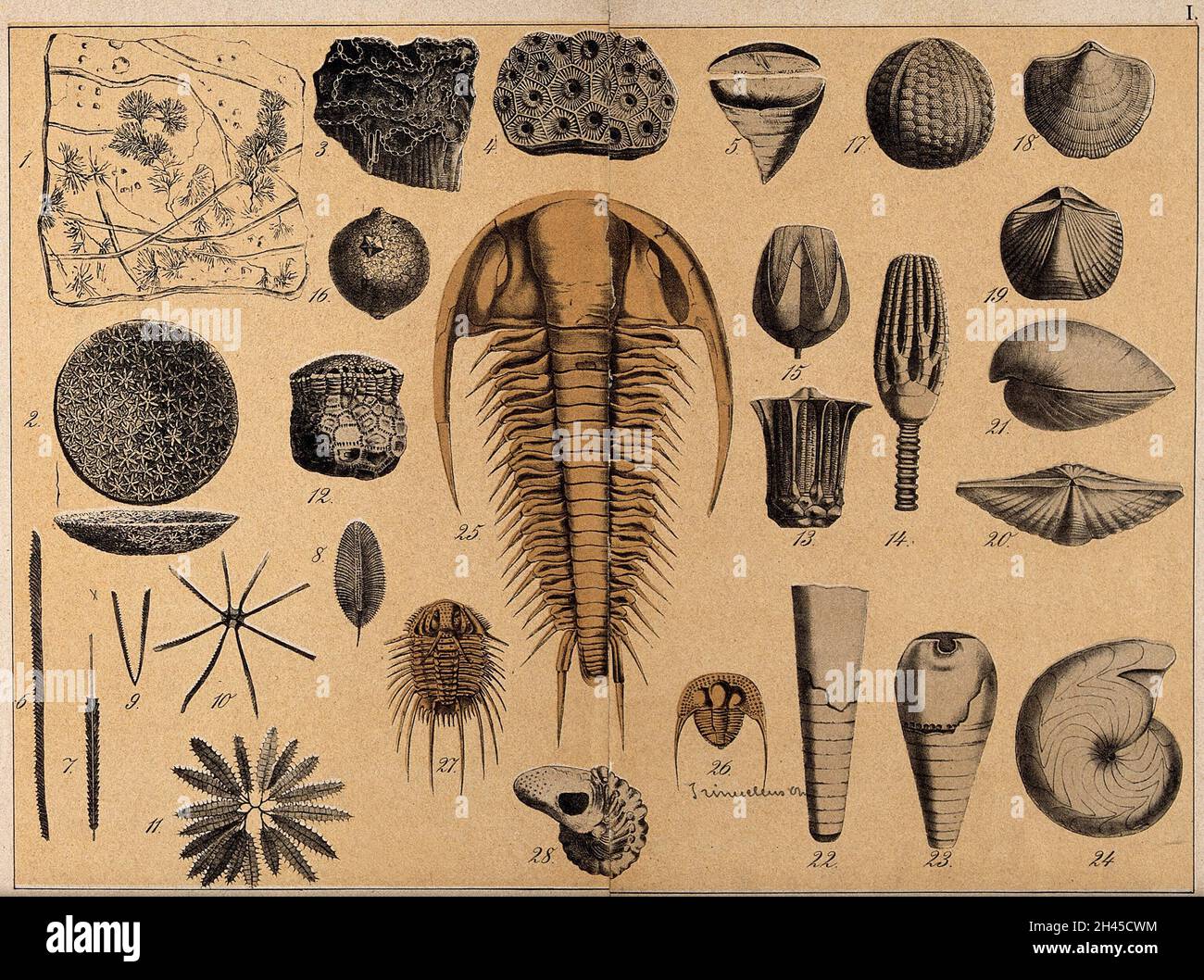 A variety of shells, cone-shells, fossils and corals. Coloured ...